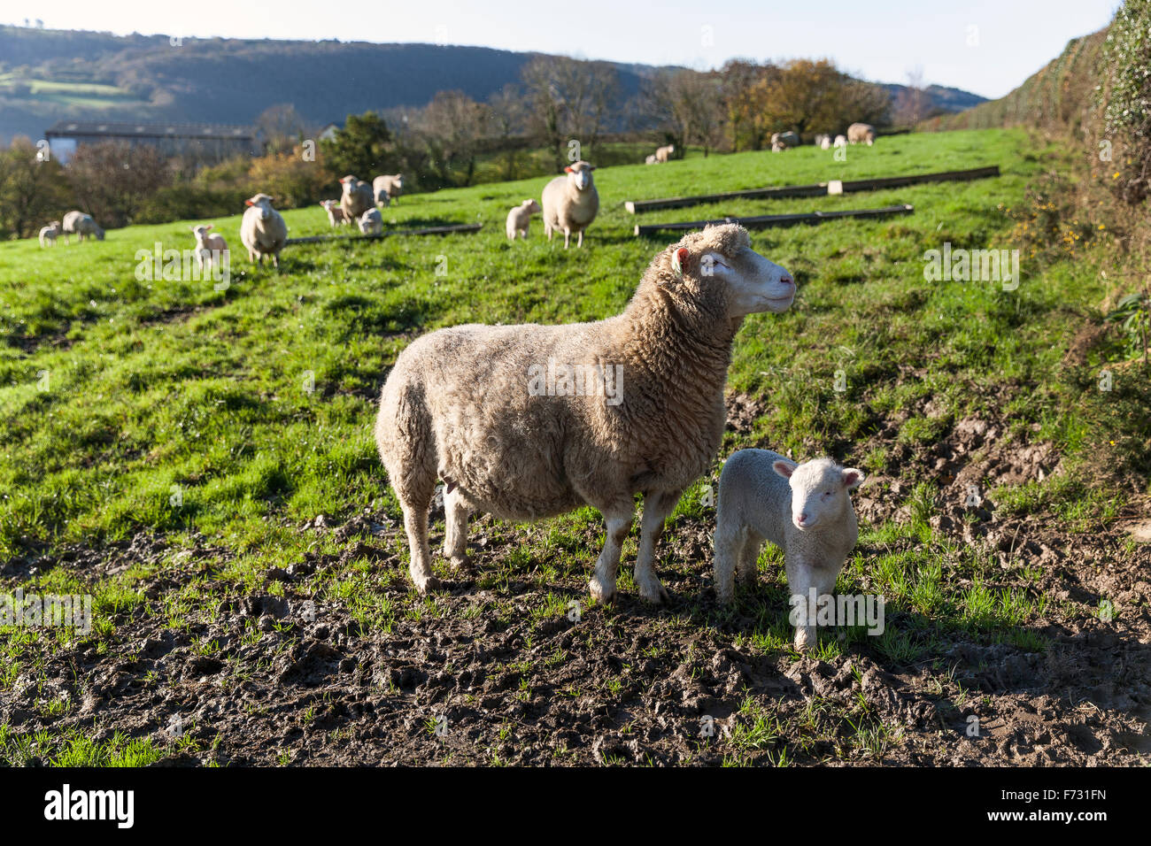 Sheep in fields near Dunsford,dartmoor national park,devon lane,tarmac ...
