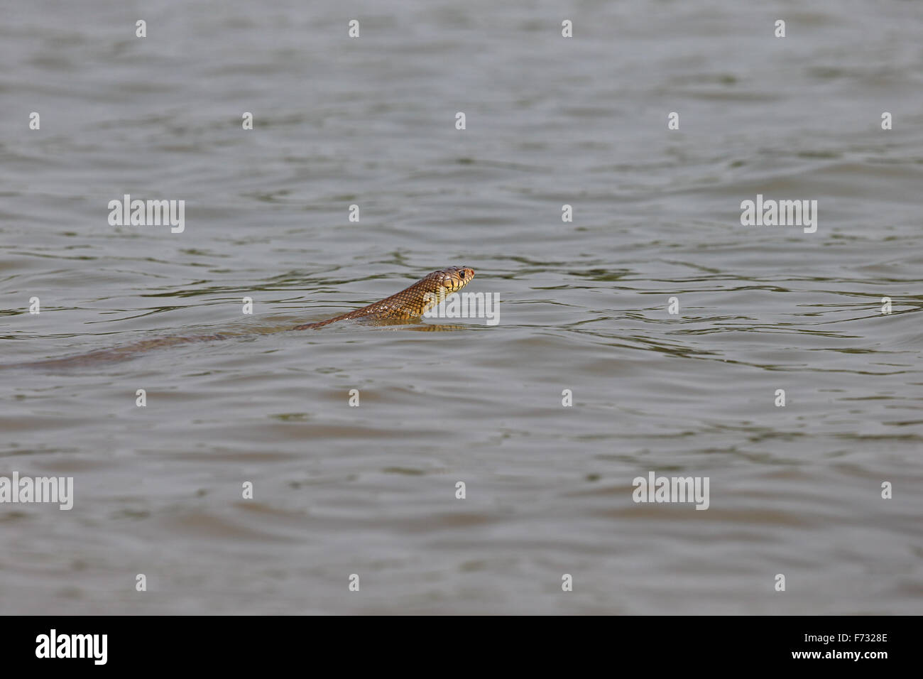 Oriental Rat Snake (Ptyas mucosa Stock Photo - Alamy