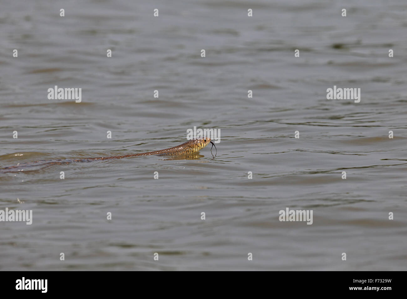Oriental Rat Snake (Ptyas mucosa Stock Photo - Alamy