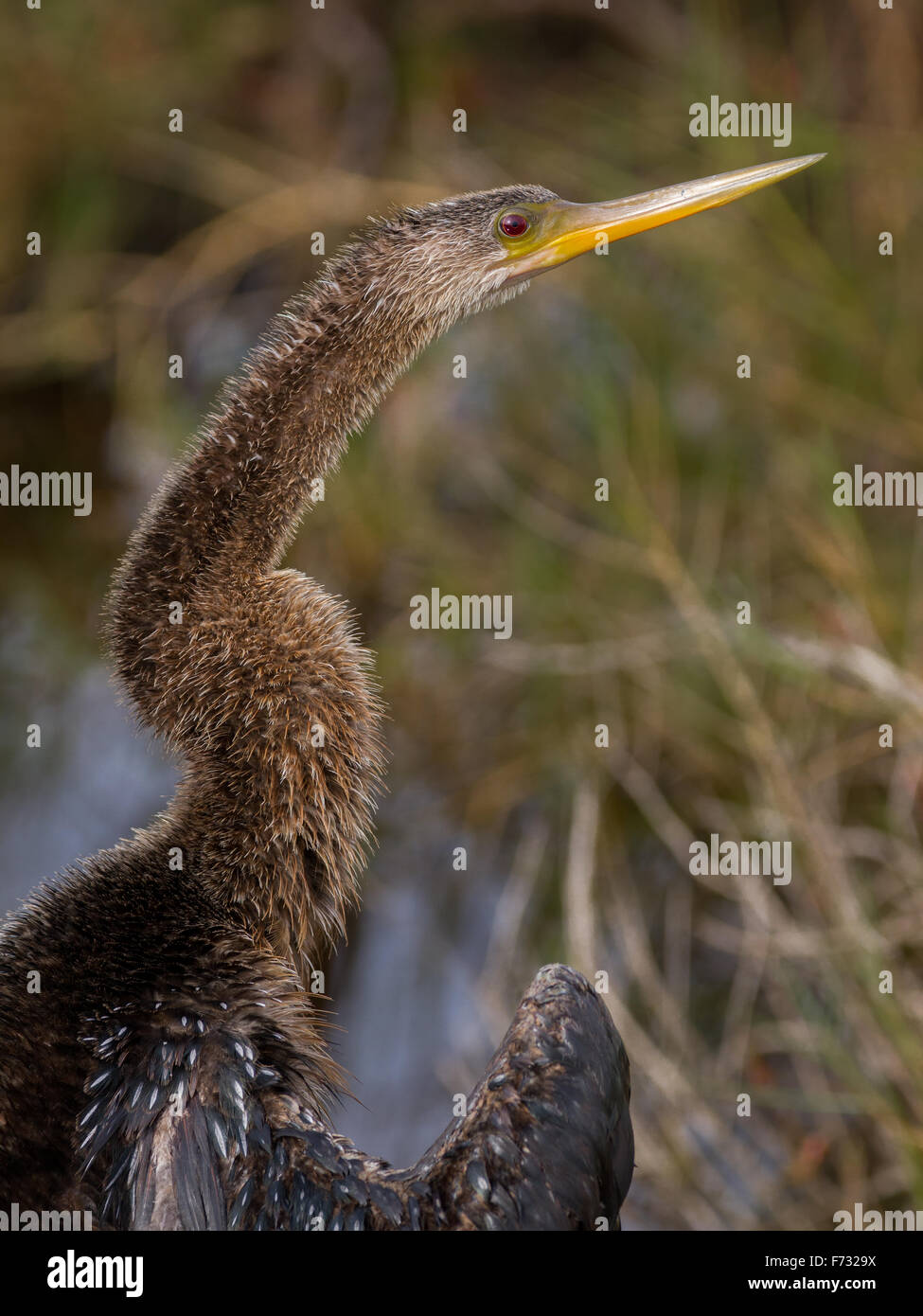 An anhinga closeup Stock Photo - Alamy