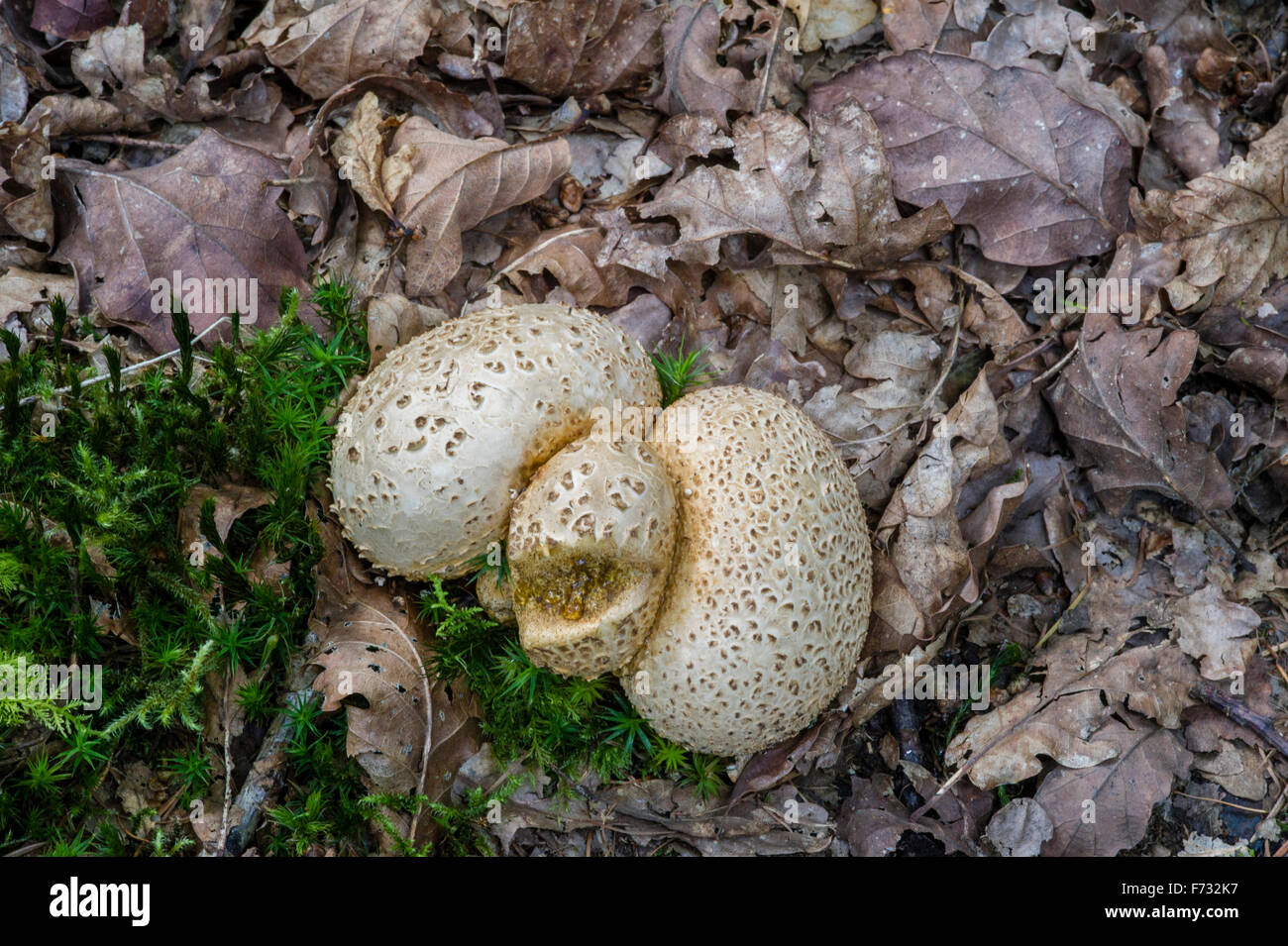 Scleroderma citrinum hi-res stock photography and images - Alamy