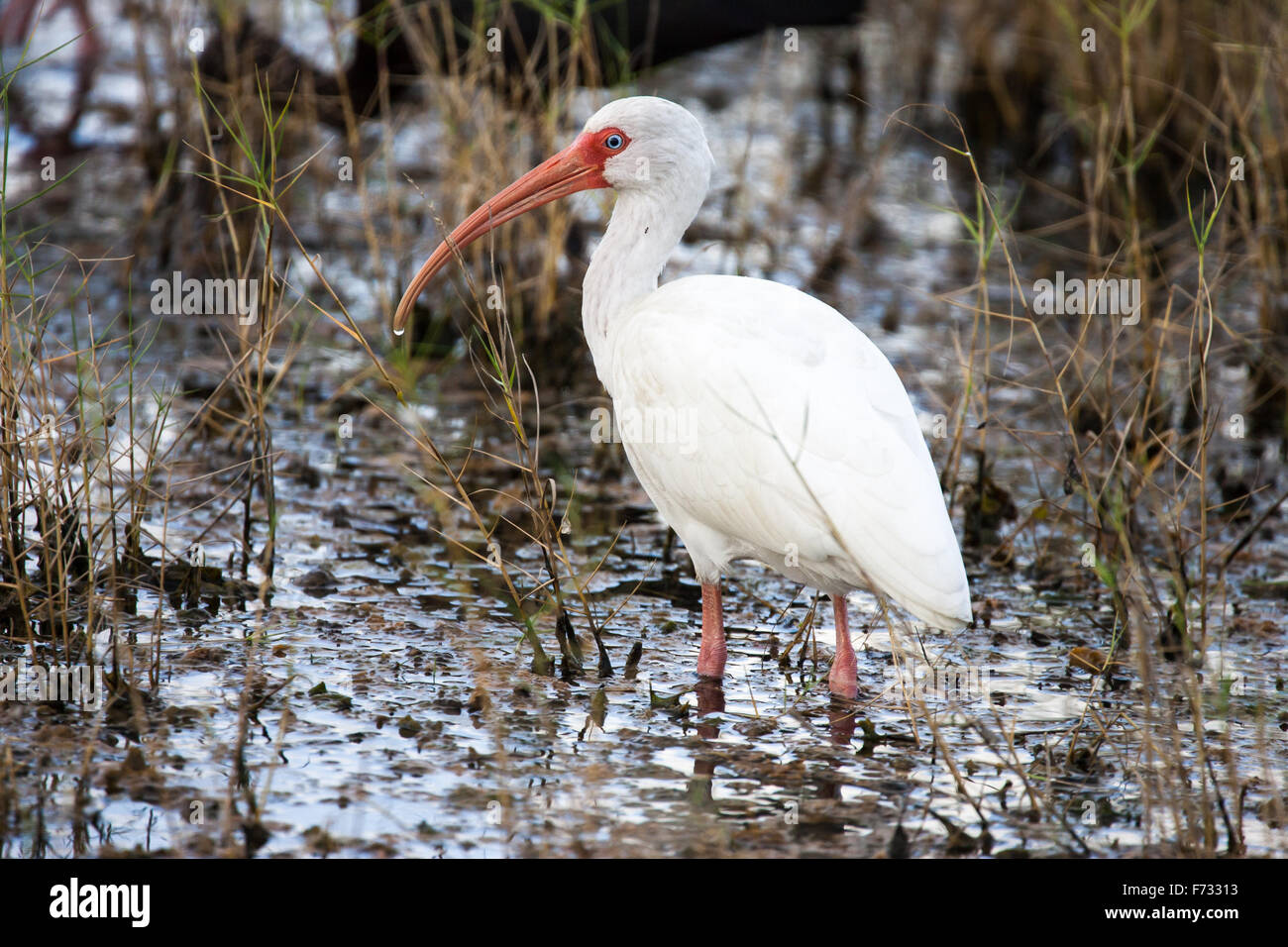 An American white ibis wading through the wetland Stock Photo - Alamy