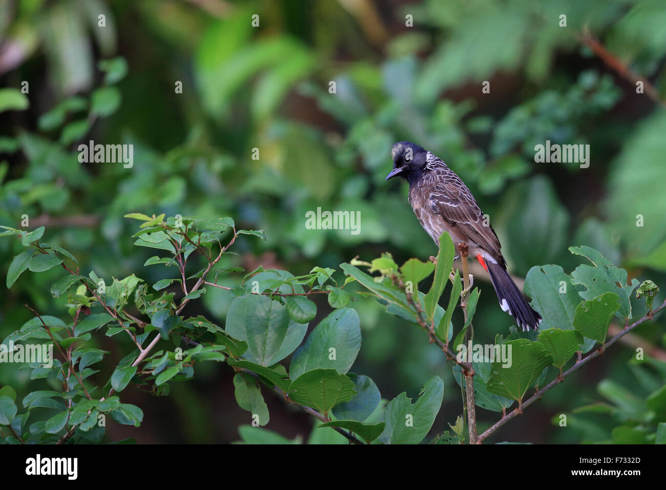Pycnonotus jocosus hi-res stock photography and images - Alamy