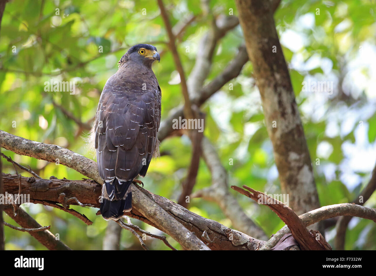 Crested Serpent Eagle (Spilornis cheela Stock Photo - Alamy