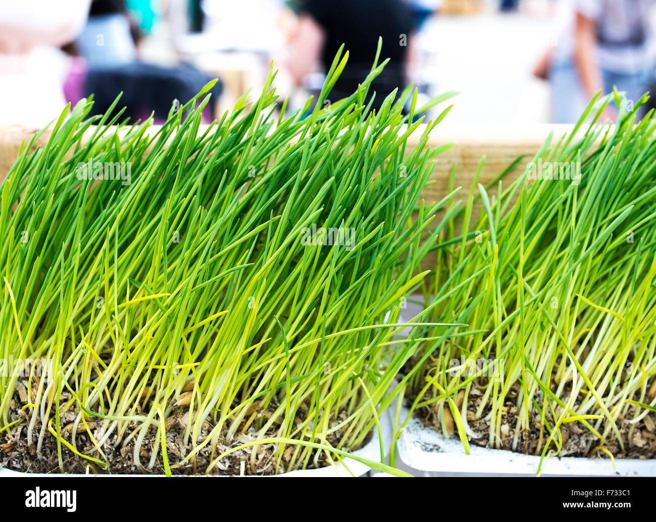 Growing wheatgrass hi-res stock photography and images - Alamy