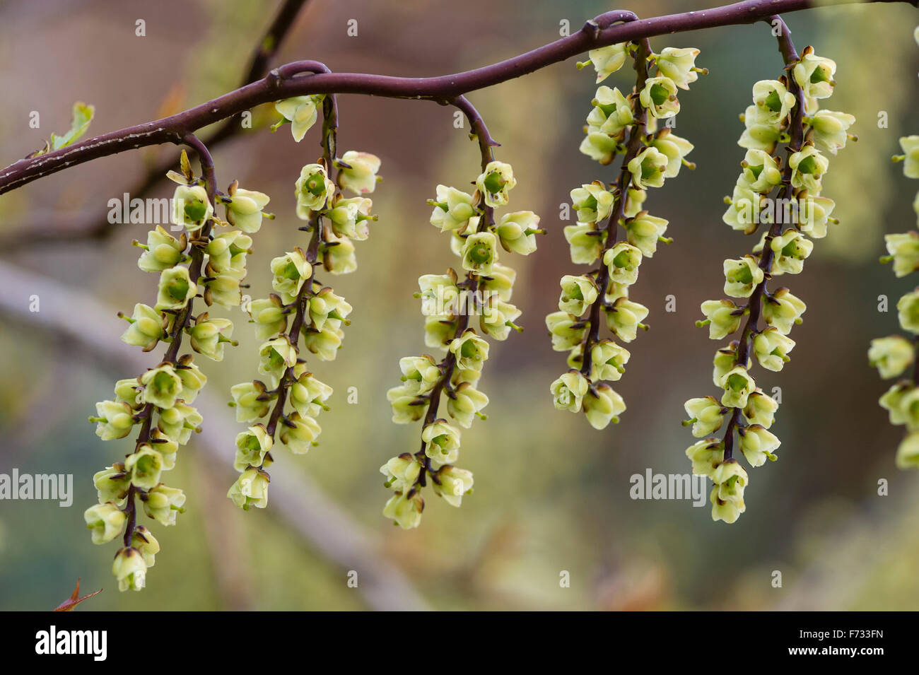 Stachyurus chinensis hi-res stock photography and images - Alamy