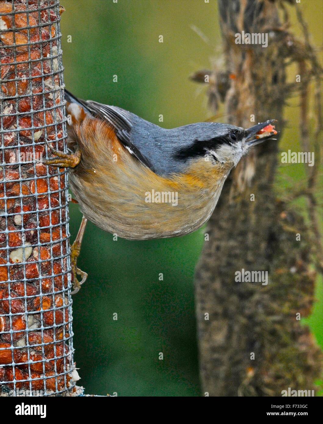 Wild bird feeding in garden - this is a Nuthatch feeding on peanuts ...