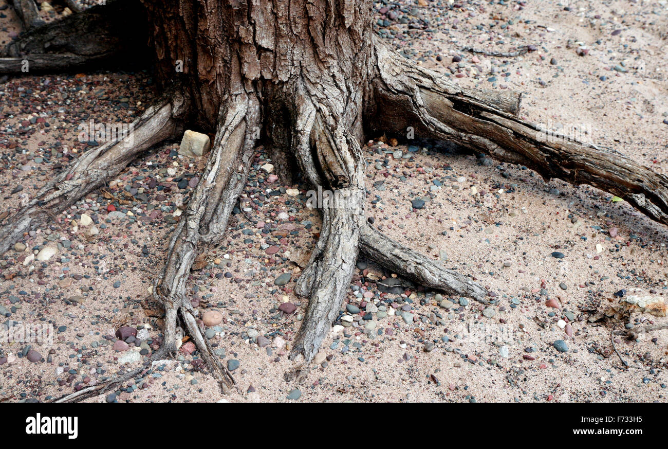 Old tree roots in the sand Stock Photo - Alamy