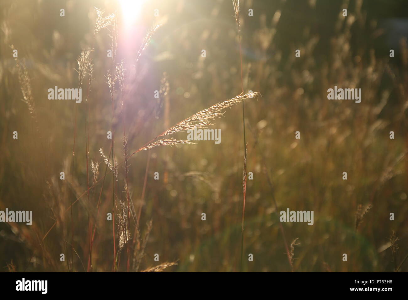 Sun shining through native plants Stock Photo - Alamy