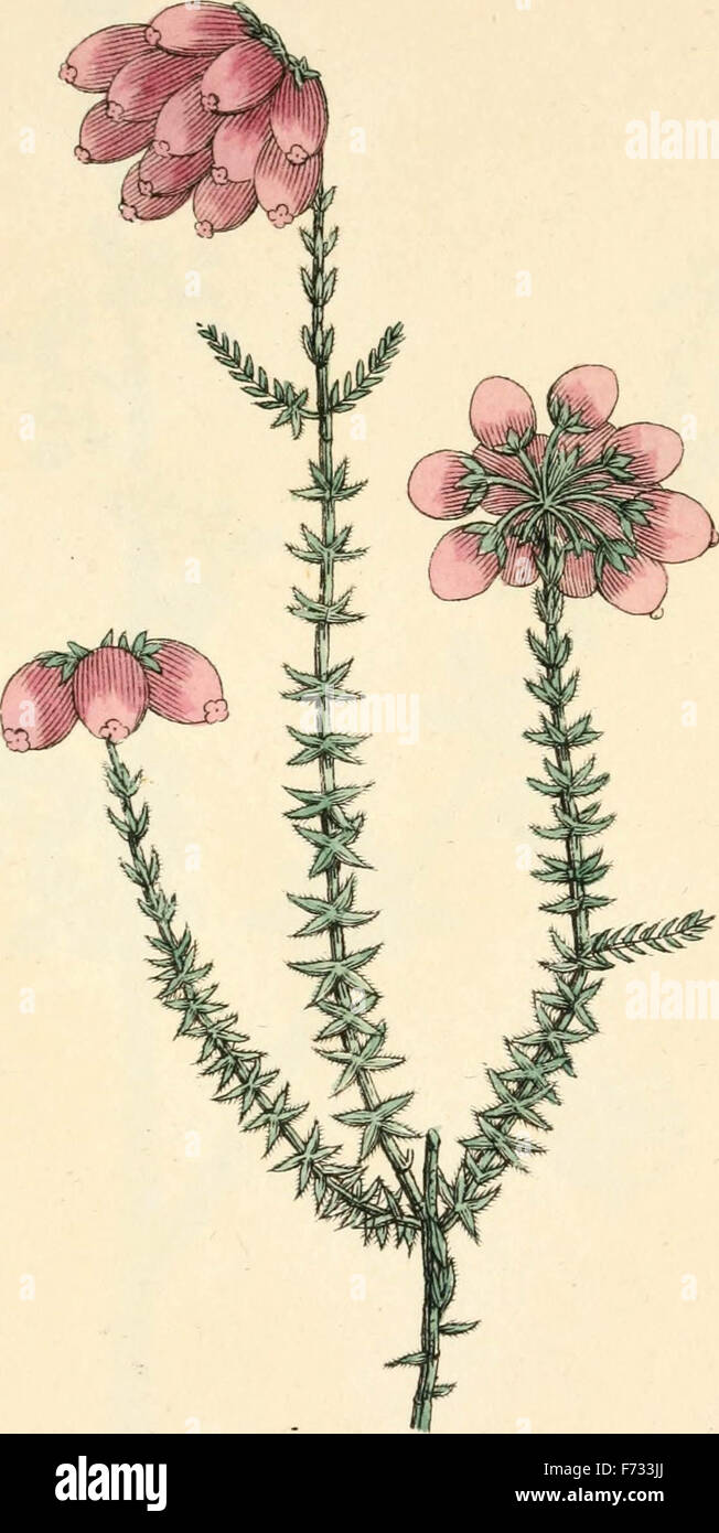 Elements of the science of botany, as established by Linnaeus; with ...