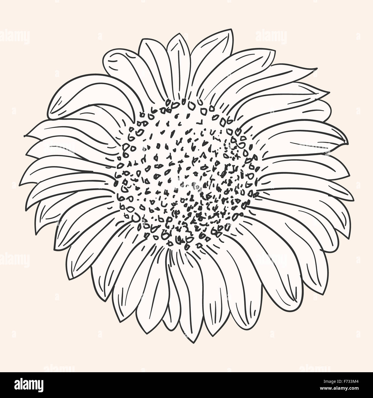 Sunflower Plant Drawing