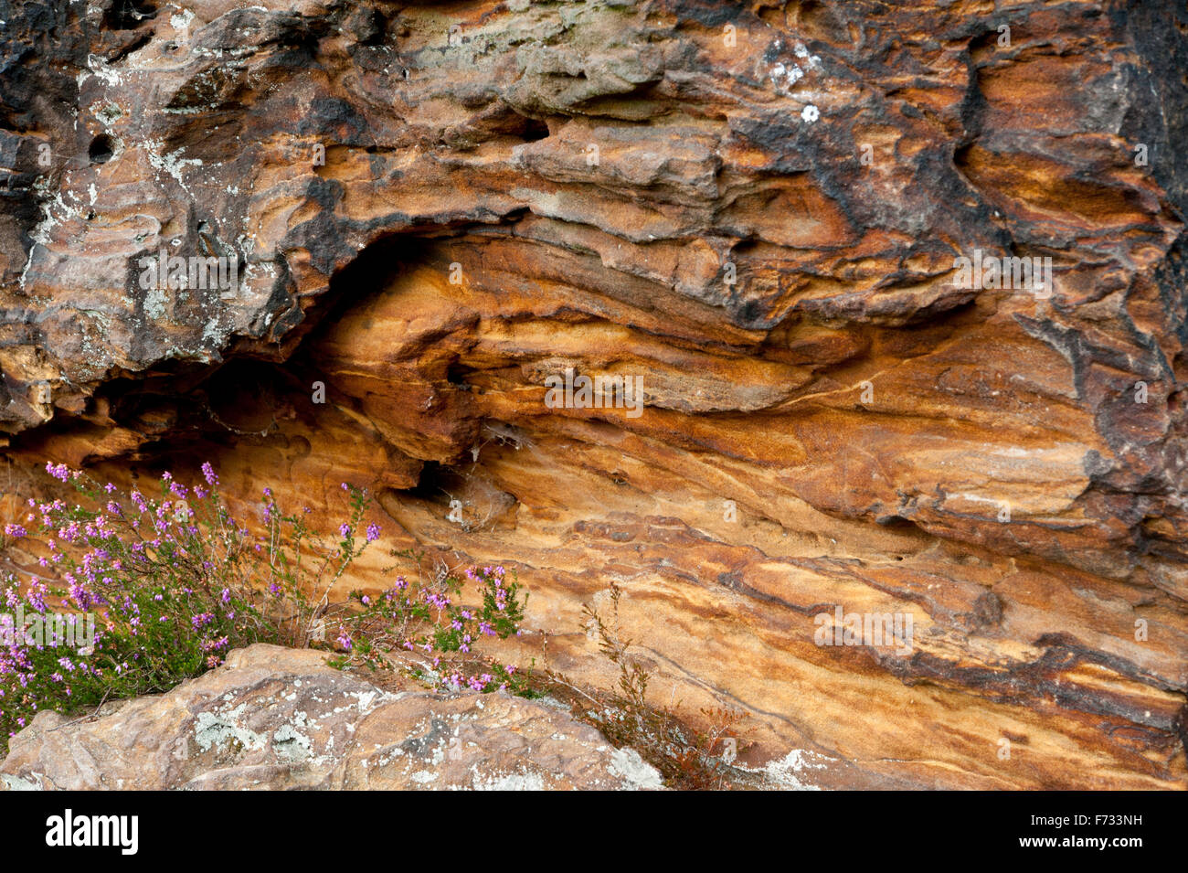 Carstone outcrop atop the Devil's Jumps near Curt, Surrey, UK Stock ...