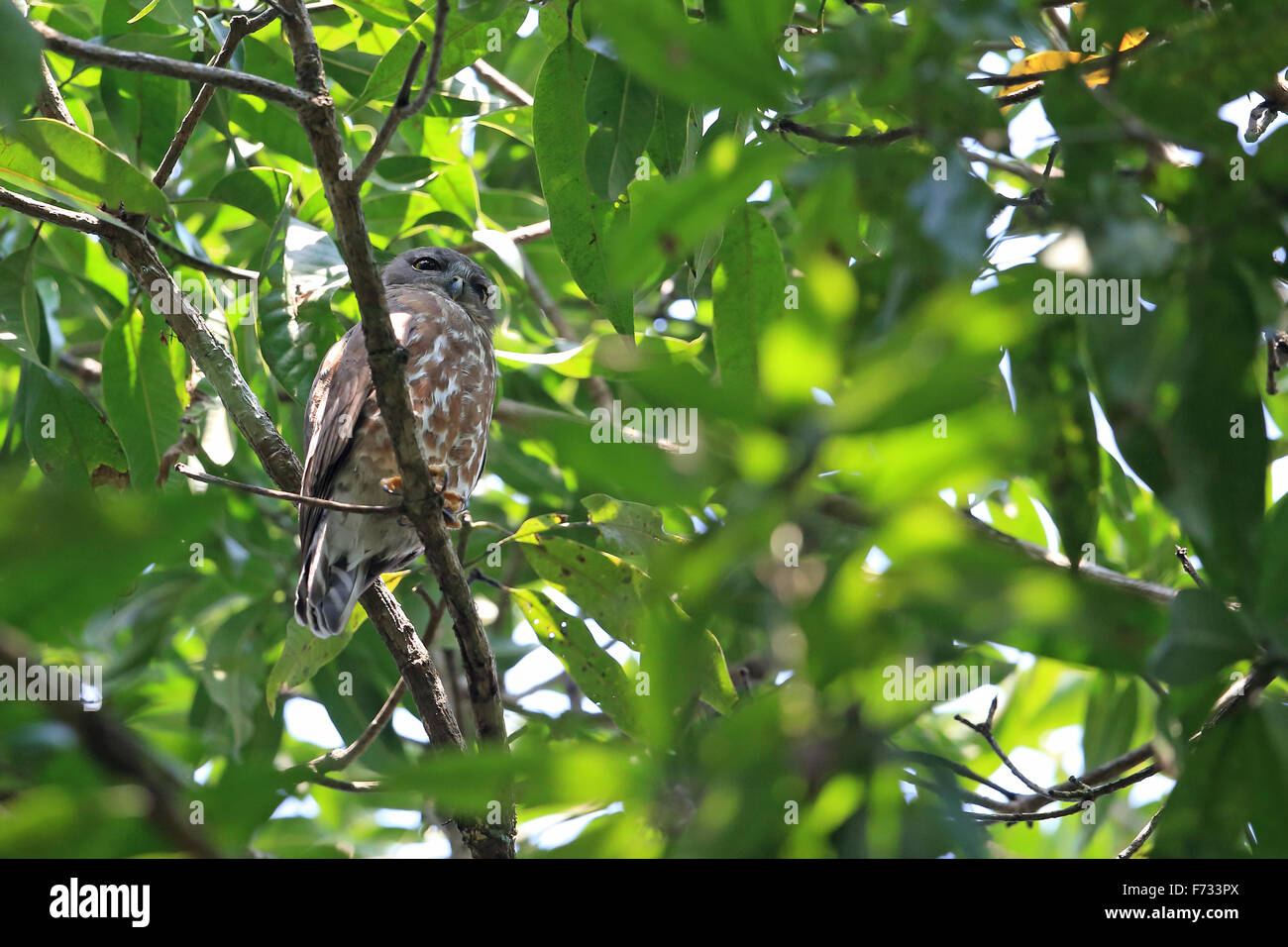 Hirsute hi-res stock photography and images - Alamy