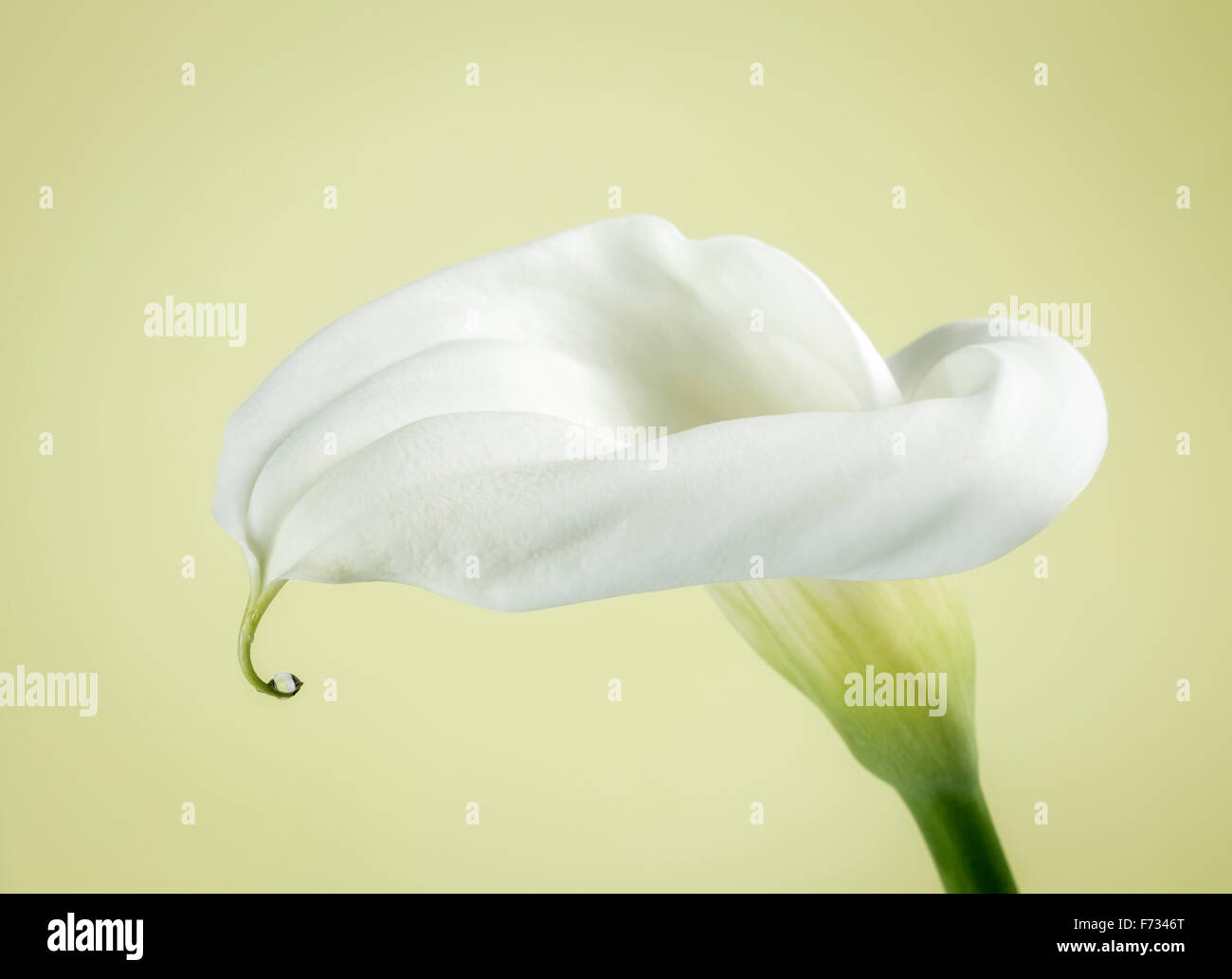 Teardrop Flower High Resolution Stock Photography and Images - Alamy