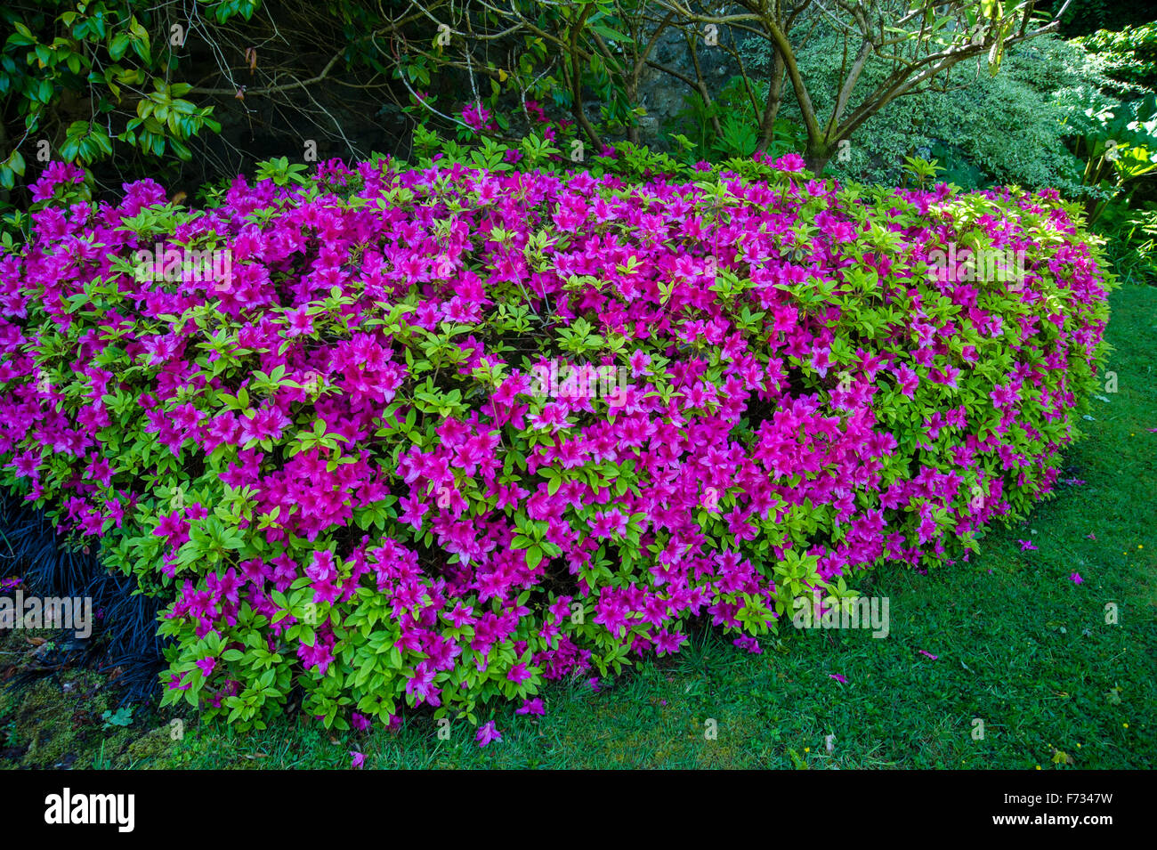Evergreen azalea hi-res stock photography and images - Alamy
