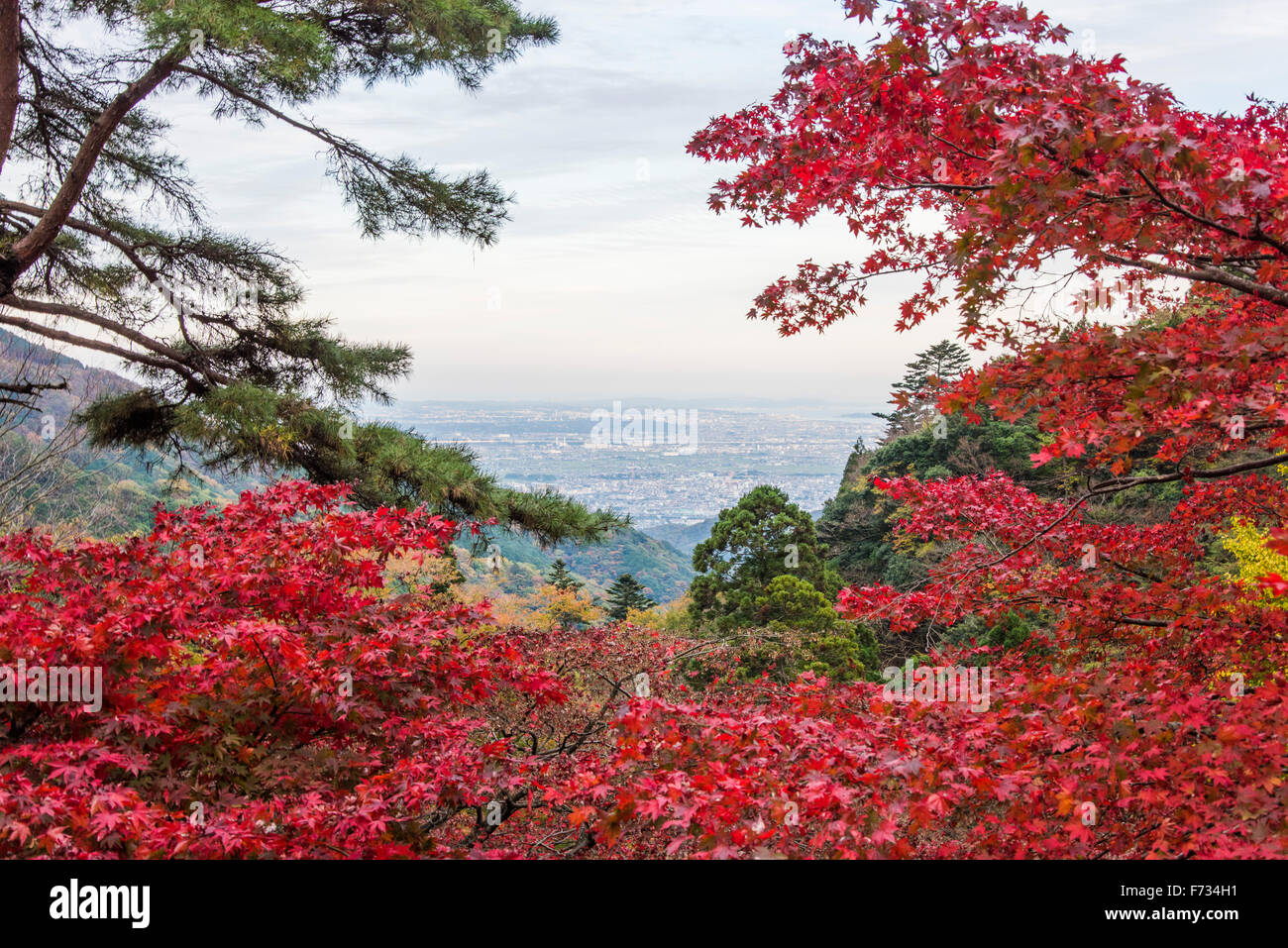 Autumn colors,Oyama-dera temple,Mt Oyama,Isehara city,Kanagawa ...