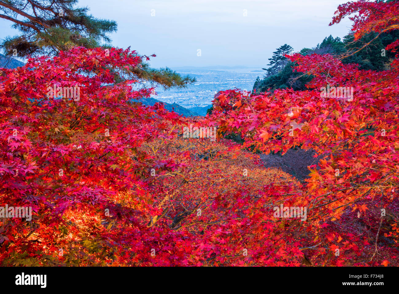 Autumn colors,Oyama-dera temple,Mt Oyama,Isehara city,Kanagawa ...