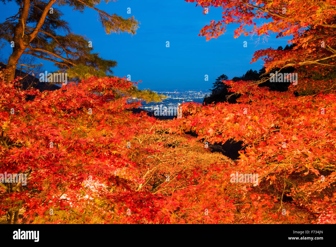 Autumn colors,Oyama-dera temple,Mt Oyama,Isehara city,Kanagawa ...