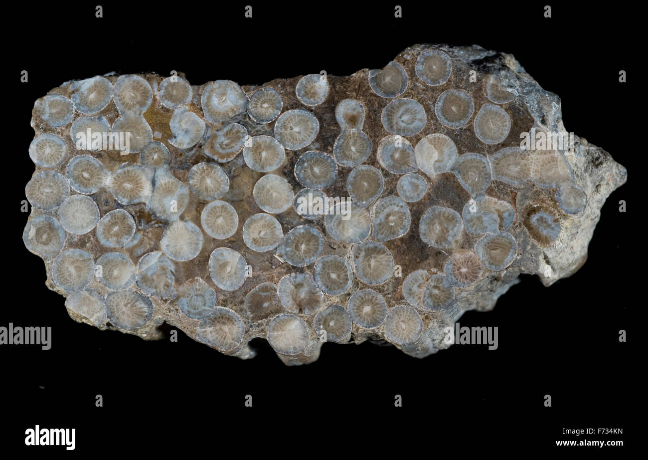 A species of Lithostrotion, a genus of rugose coral which is commonly ...