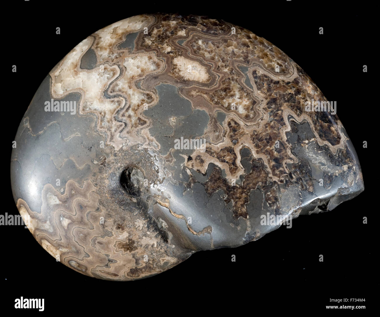 Phylloceras, an ammonoid cephalopod, Hettangian age, Early Jurassic ...