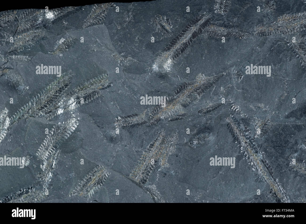 Phyllograptus a fossil graptolite from the Early Ordovician (475-473 ...