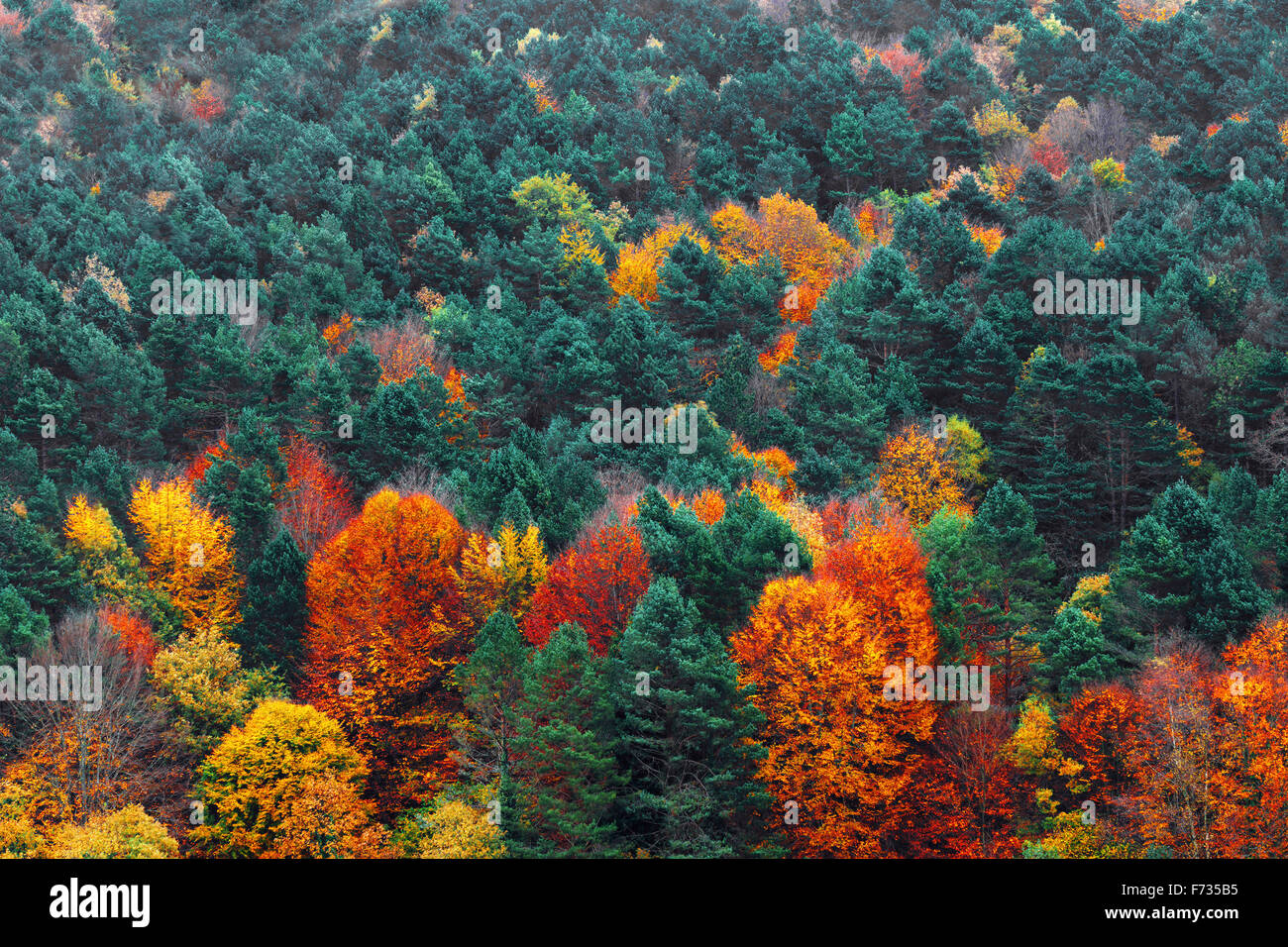 background of autumnal trees texture pattern Stock Photo - Alamy