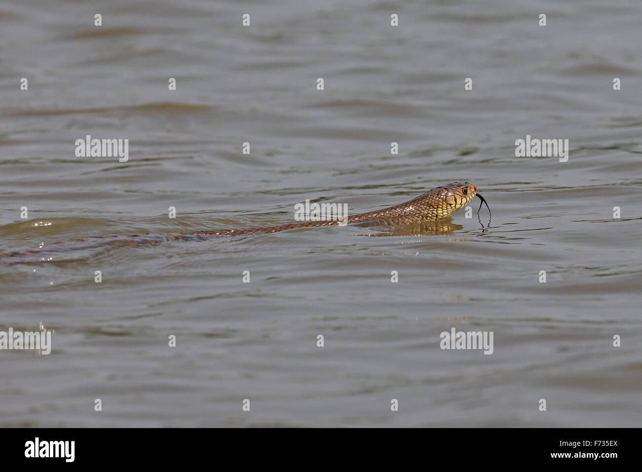 Oriental Rat Snake (Ptyas mucosa Stock Photo - Alamy