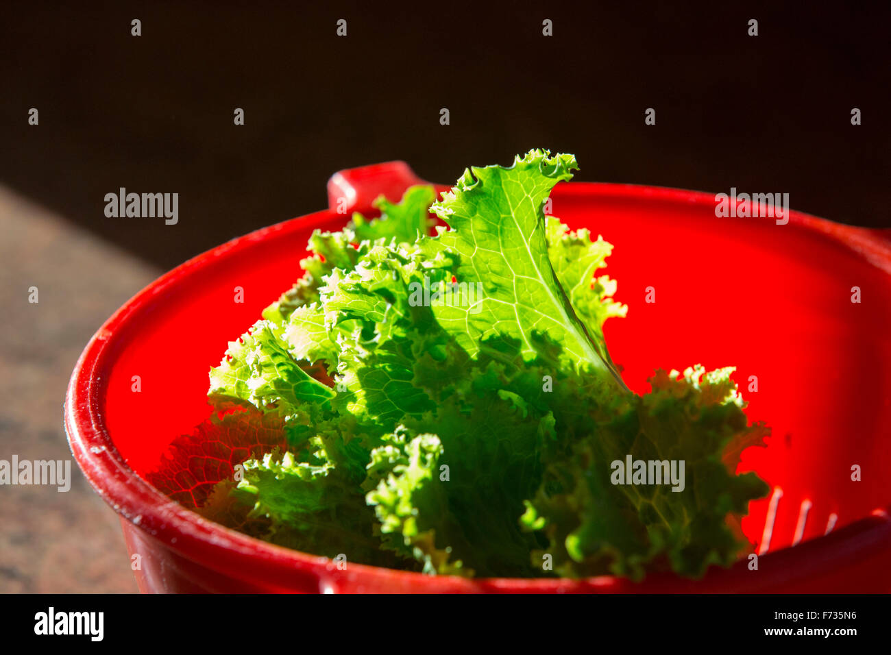 Warm sunlight on lettuce leaves in a cullender Stock Photo - Alamy