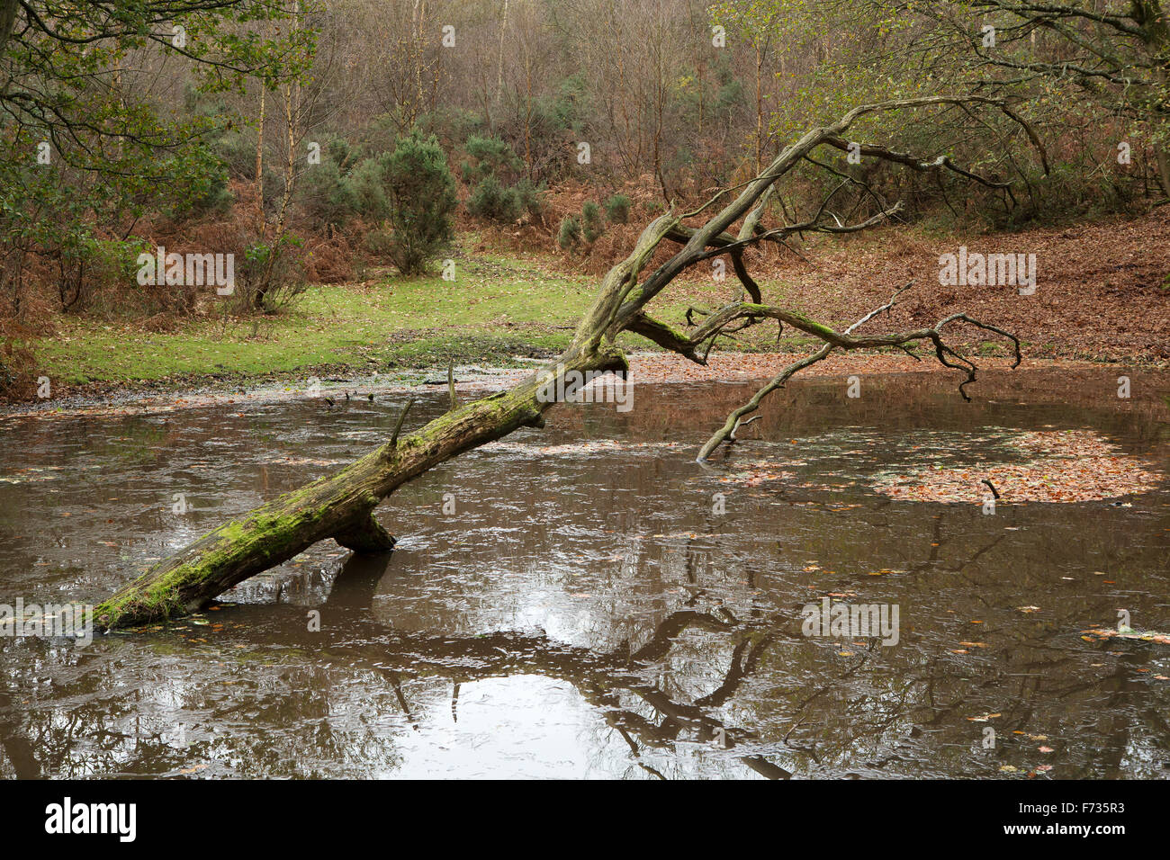 Claw like branch hi-res stock photography and images - Alamy