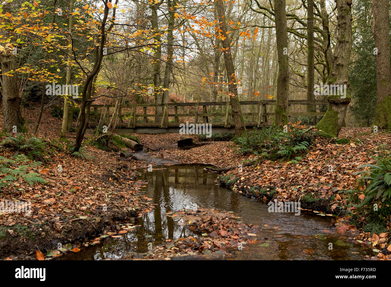 Bridge over stream. Stout wooden bridge over a trickling stream. Autumn ...