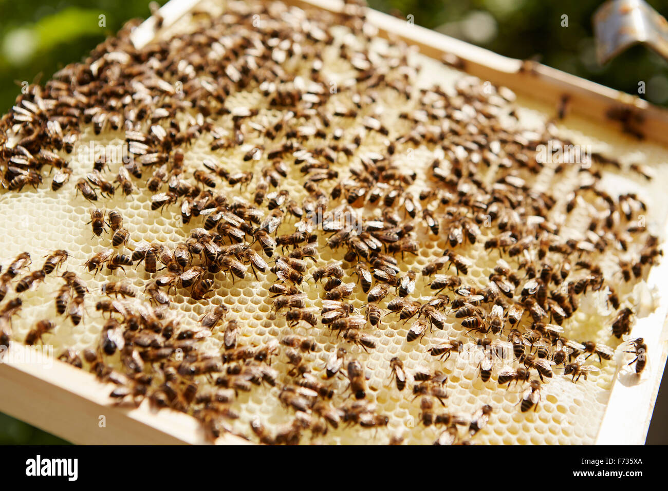 Beehive frame hi-res stock photography and images - Alamy