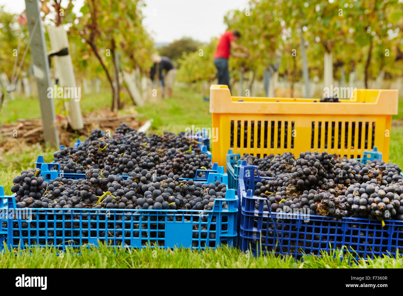 Grapepickers at work in vineyard harvesting grapes and crates of picked ...