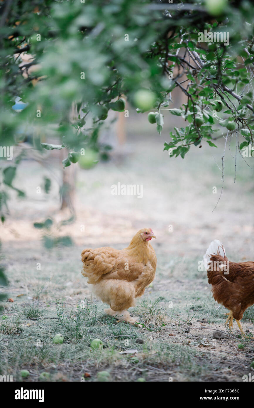 Chickens standing on a lawn underneath a tree Stock Photo - Alamy
