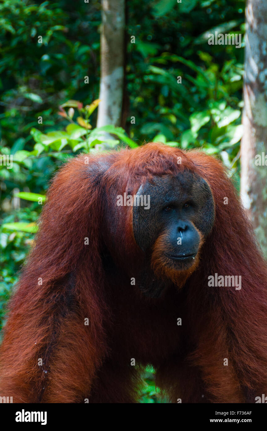 Orangutan standing hi-res stock photography and images - Alamy
