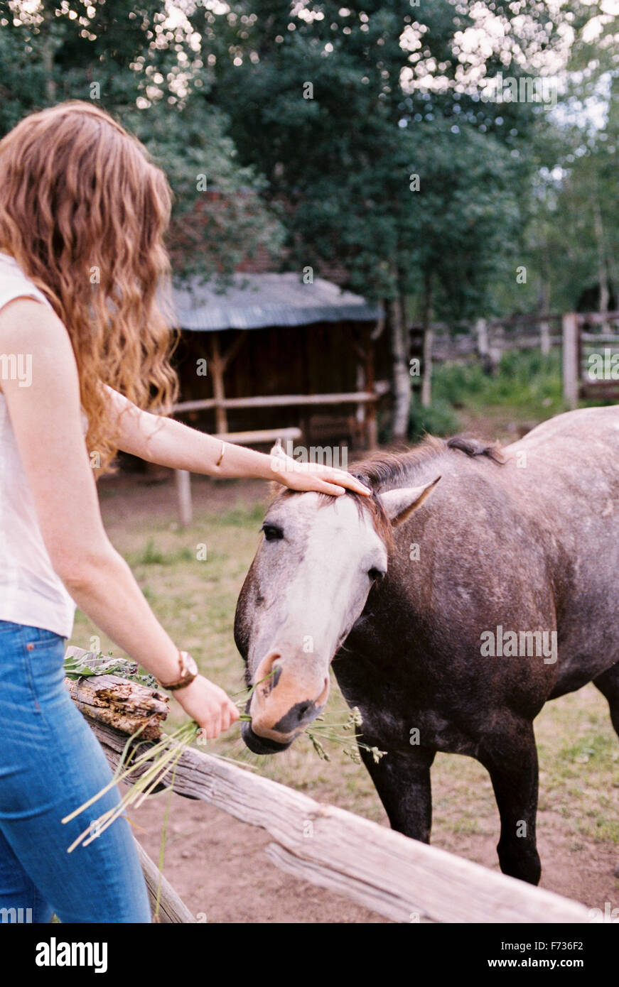 Brown horse standing feeding hi-res stock photography and images - Alamy