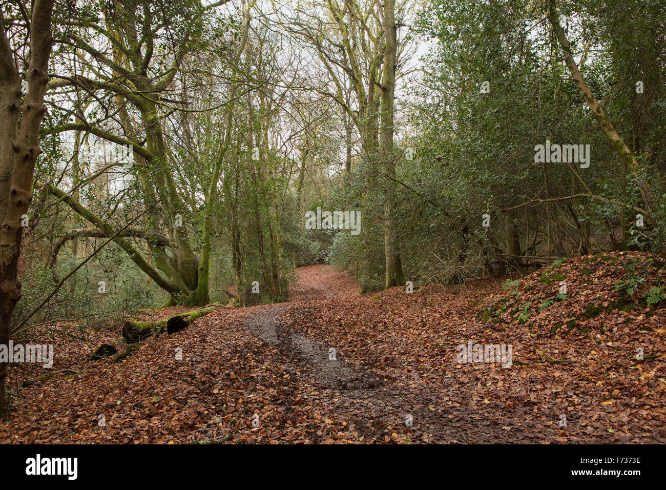 Wintery Country Walk.. Late Autumn early winter a muddy leaf strewn ...