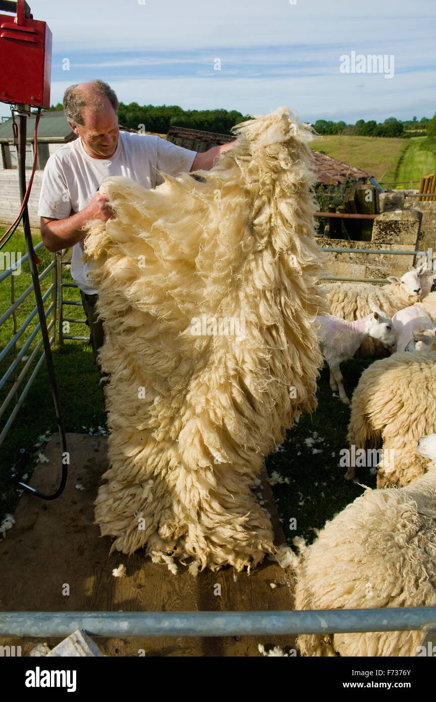Sheeps fleece hi-res stock photography and images - Alamy
