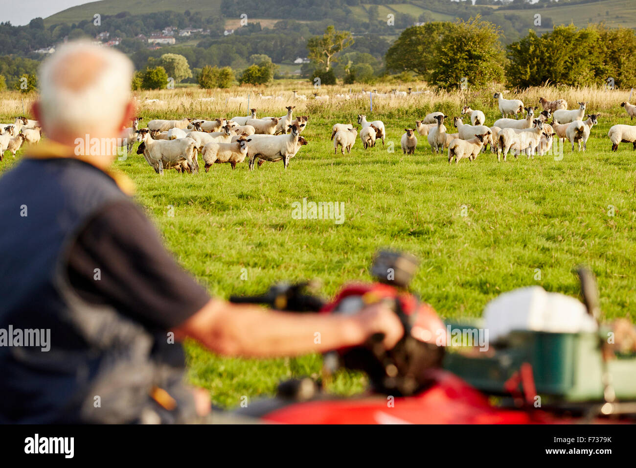 A flock of sheep in a field, and a man on a quadbike looking over his ...