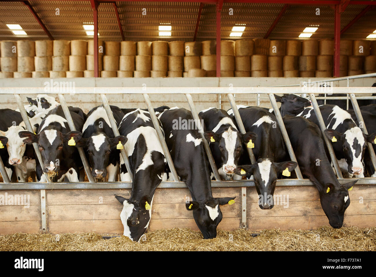A row of cattle feeding on hay in an open barn on a farm Stock Photo ...