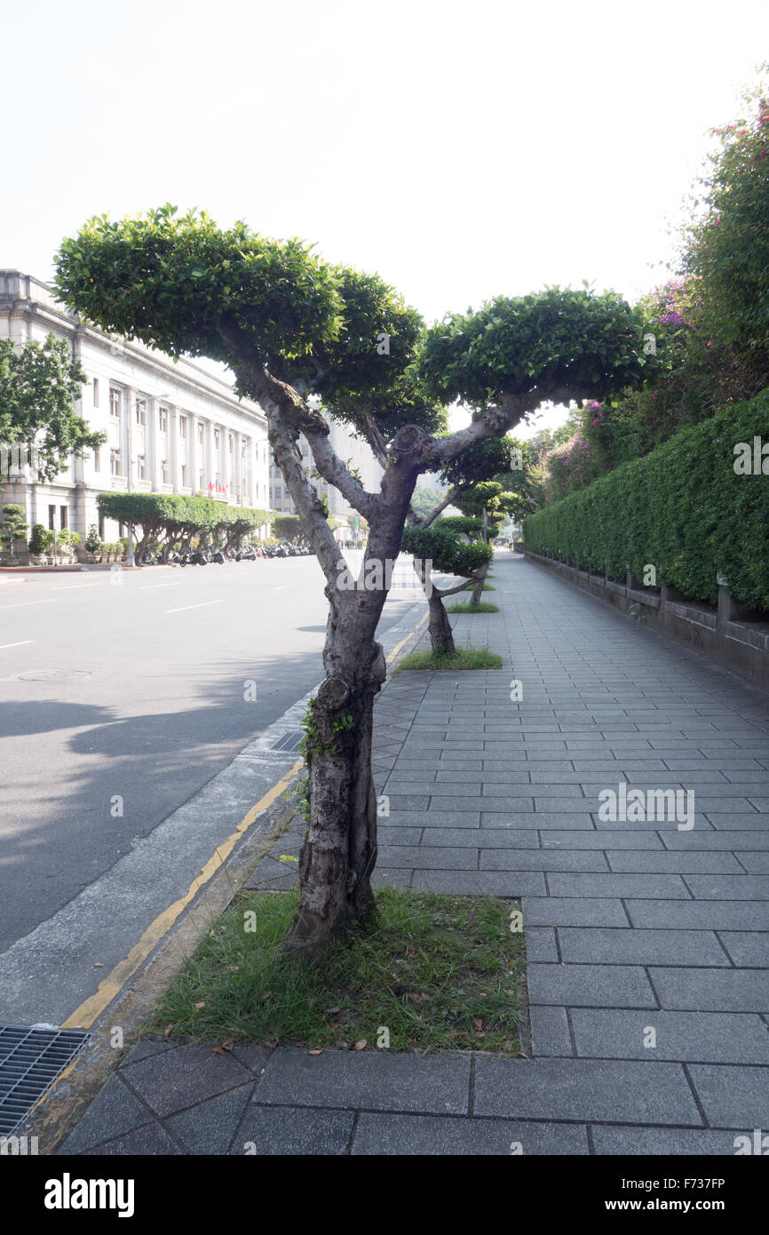 taiwan side walk trees Stock Photo - Alamy