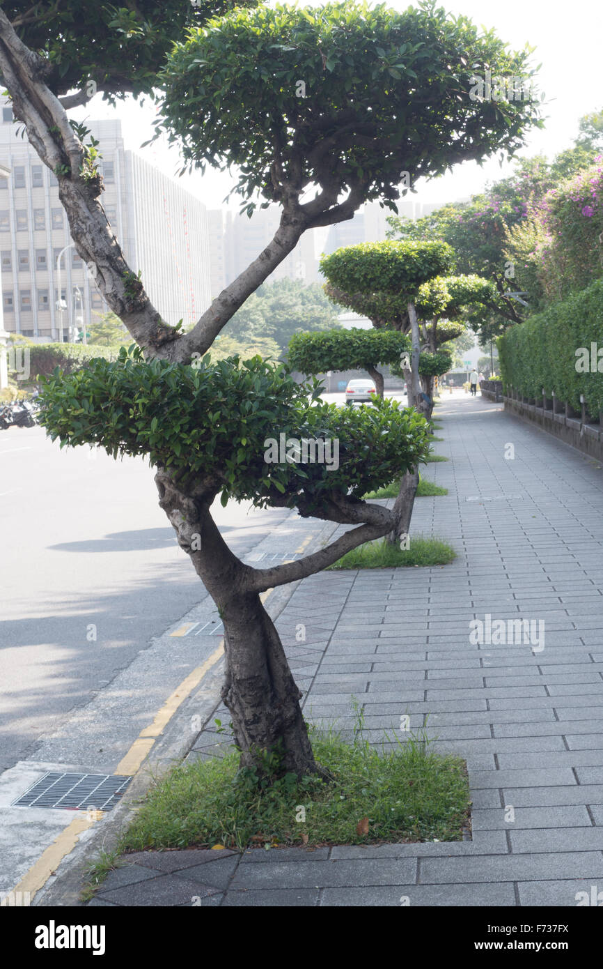 taipei street trees Stock Photo - Alamy