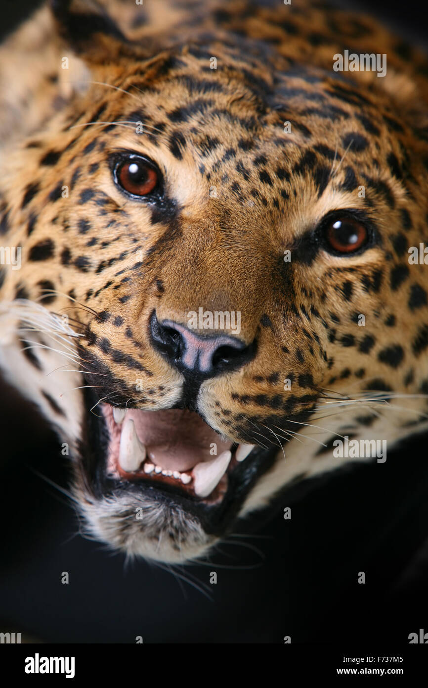 Head of the leopard with an open mouth close-up Stock Photo - Alamy