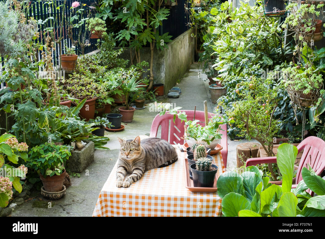Cat guarding a small patio garden, Lucca , Italy Stock Photo - Alamy