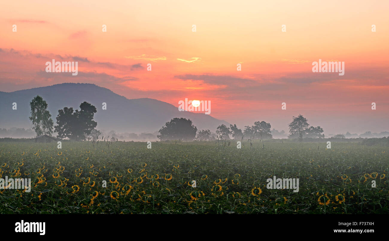 beautiful sunrise over the mountain and sunflower field Stock Photo - Alamy