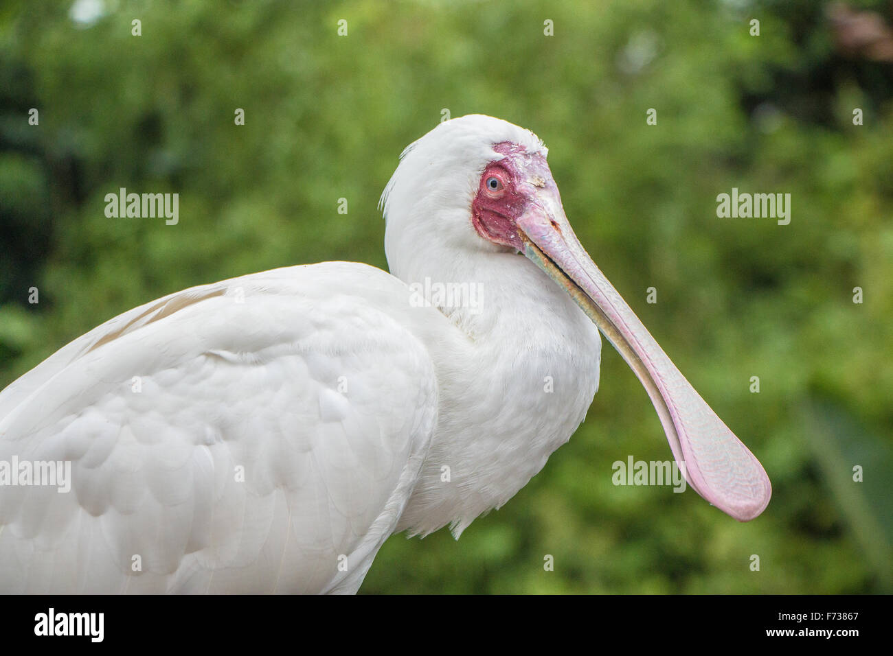 African spoonbills hi-res stock photography and images - Alamy