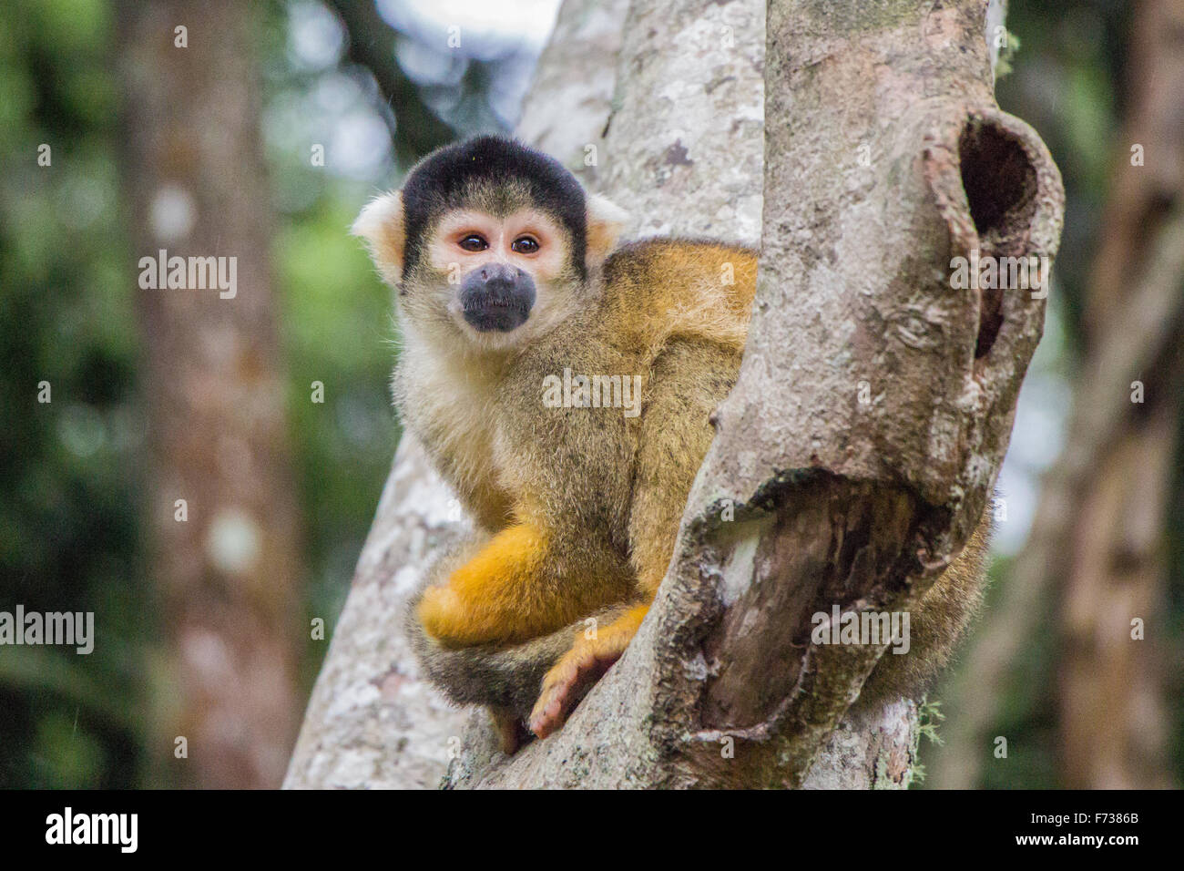 Monkey plain hi-res stock photography and images - Alamy