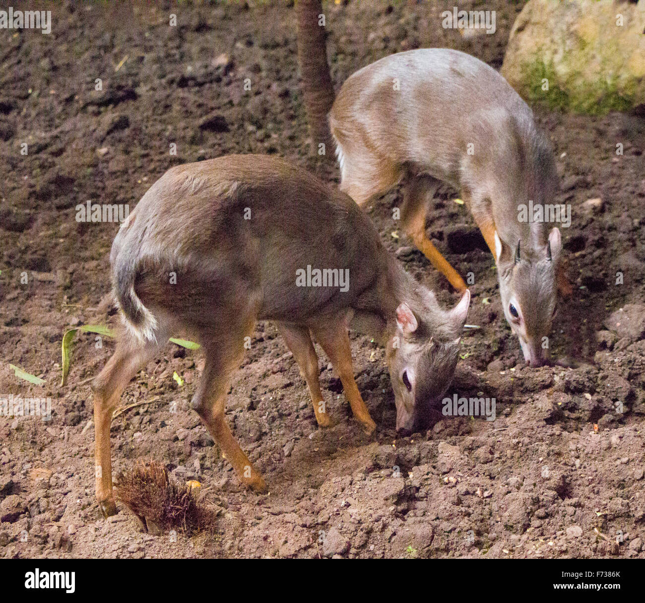 Duiker hi-res stock photography and images - Alamy