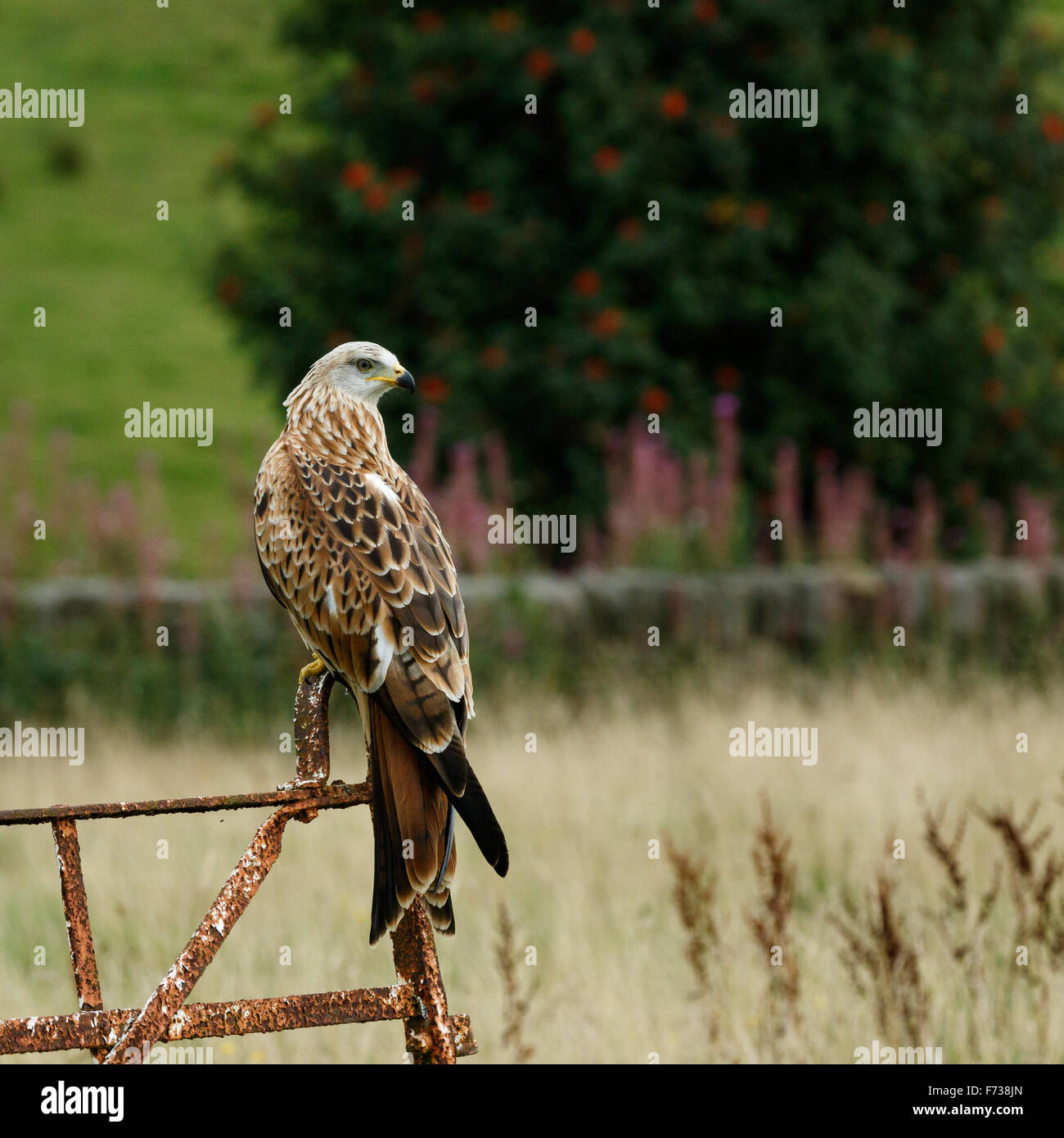 Red Kite North Yorkshire High Resolution Stock Photography and Images ...