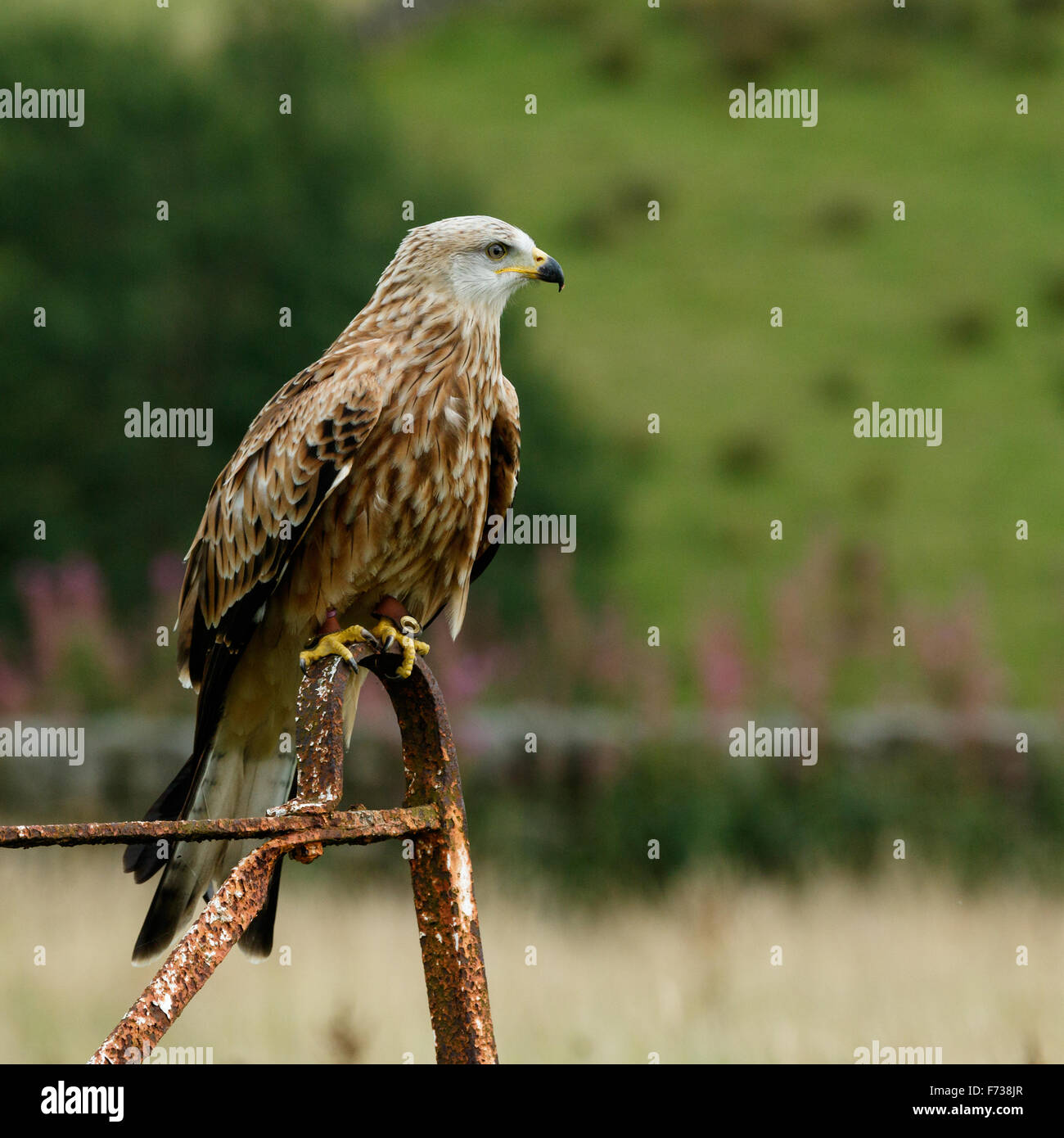 Red Kite North Yorkshire High Resolution Stock Photography and Images ...