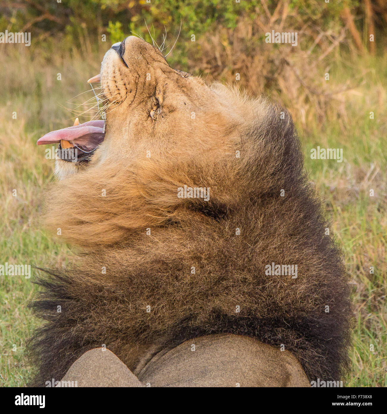 Male lions pride hi-res stock photography and images - Alamy